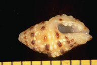 841|Enzinopsis mundula|クリフノシガイ