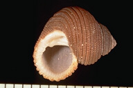 142|Euchelus lischkei|サンショウガイモドキ