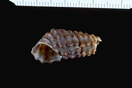 423|Semisulcospira nipponica biwae|チクブカワニナ