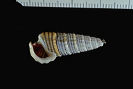 469|Cerithideopsilla cingulata micropterus|スエヒロヘナタリ