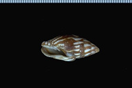 750|Strigatella paupercula|ナガシマヤタテ