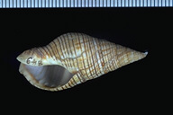 849|Japeuthria cingulata|シマベッコウバイ