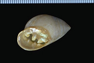 1311|Pythia pachyodon|クロヒラシイノミガイ