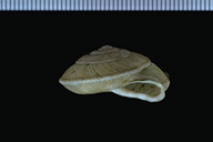 1505|Satsuma japonica kanamarui|カナマルマイマイ