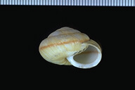 1540|Bradybaena circulus phaeogramma|キカイパンダナマイマイ