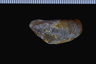 2045|Hormomya mutabilis|ヒバリガイモドキ