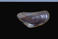 2045|Hormomya mutabilis|ヒバリガイモドキ