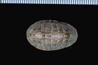 1|Ischnochiton comptus|ウスヒザラガイ