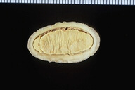 1|Ischnochiton comptus|ウスヒザラガイ