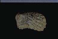 2106|Cardita variegata|クロフトマヤガイ