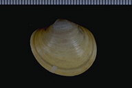 2124|Cycladicama cumingii|シオガマ