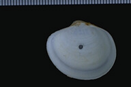 2124|Cycladicama cumingii|シオガマ