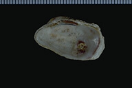 2214|Irus mitis|マツカゼガイ