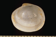 2125|Cycladicama coreensis|オウバイ