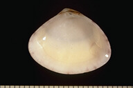 2192|Gomphina undulosa|フキアゲアサリ