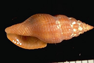 1151|Lienardia planilabrum|クリイロフタナシャジク