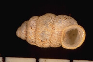 283|Palaina pusilla puswilla|ヒダリマキゴマガイ