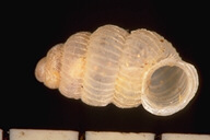 285|Palaina pusilla paucicostata|オジマヒダリマキゴマガイ