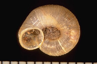 298|Chamalycaeus satsumanus awaensis|アワムシオイ