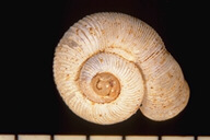 303|Chamalycaeus oshimanus|オオシマムシオイ