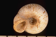 303|Chamalycaeus oshimanus|オオシマムシオイ