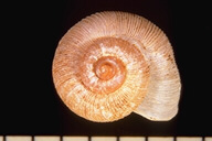 308|Chamalycaeus nipponensis|ムシオイガイ