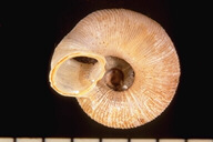 308|Chamalycaeus nipponensis|ムシオイガイ