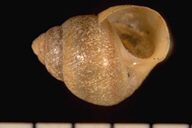 399|Assiminea japonica|カワザンショウガイ