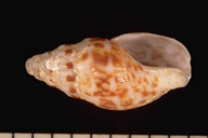 907|Anachis misera|ボサツガイ