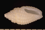 1134|Eucithara bascauda|カゴコトツブ