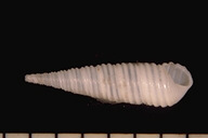 1246|Cingulina cingulata|ヨコイトカケギリ