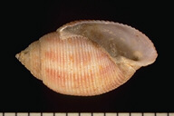 1215|Punctacteon fabreanus|キジビキガイ