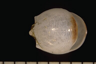 1297|Cavolinia globulosa|マルカメガイ