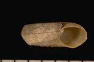 1338|Gyraulus perstriatulus|カドヒラマキガイ