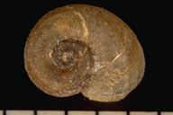 1339|Gyraulus perstriatulus|カドヒラマキガイ