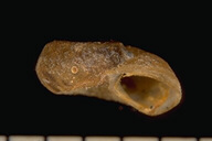 1339|Gyraulus perstriatulus|カドヒラマキガイ