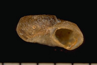 1339|Gyraulus perstriatulus|カドヒラマキガイ