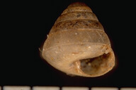 1391|Trochochlamys crenulata crenulata|カサキビ