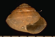 1394|Trochochlamys labilis labilis|オオキビガイ