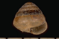 1402|Trochochlamys fraterna|オオウエキビ