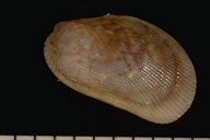 2072|Musculus pusio|チビタマエガイ