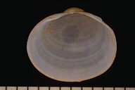 2104|Sphaerium lacustre japonicum|ドブシジミ