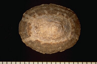 16|Patelloida pygmaea|ヒメコザラ