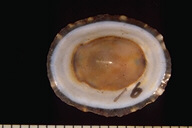 16|Patelloida pygmaea|ヒメコザラ