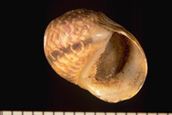 213|Clithon sowerbianus|カノコガイ