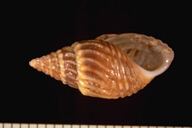 407|Thiara riqueti|ネジヒダカワニナ