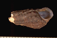 422|Semisulcospira nipponica|ヤマトカワニナ