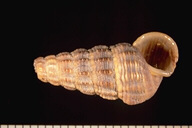 466|Cerithidea rhizophorarum morchii|イトカケヘナタリ