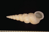 695|Amaea thielei|クリンイトカケ