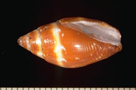 748|Strigatella auriculoides|ヒメヤタテ